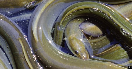 AMAZING STORIES AROUND THE WORLD: Eel Removed From Man After Getting ...