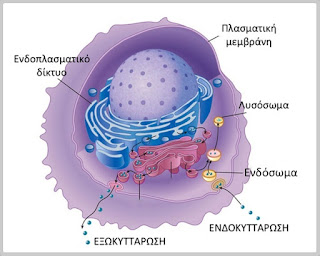 Βιολογία και Χημεία Γ2 ΓΥΜΝΑΣΙΟ ΑΝΑΒΡΥΤΩΝ: ΕΥΚΑΡΥΩΤΙΚΟ-ΠΡΟΚΑΡΥΩΤΙΚΟ ...
