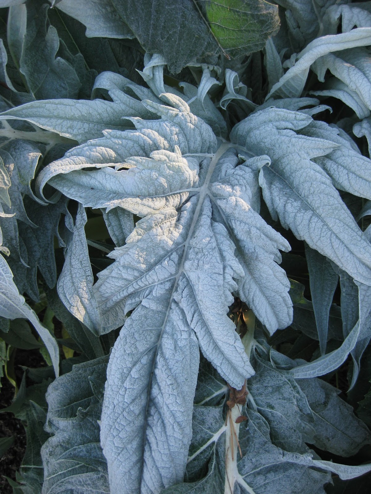 Cool Cardoon (Cynara cardunculus) - Rotary Botanical Gardens