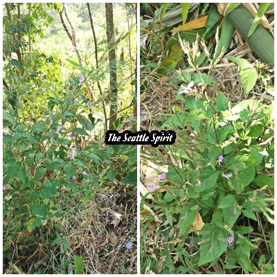 Wildflowers and Garden Flowers of Sumedang, Indonesia