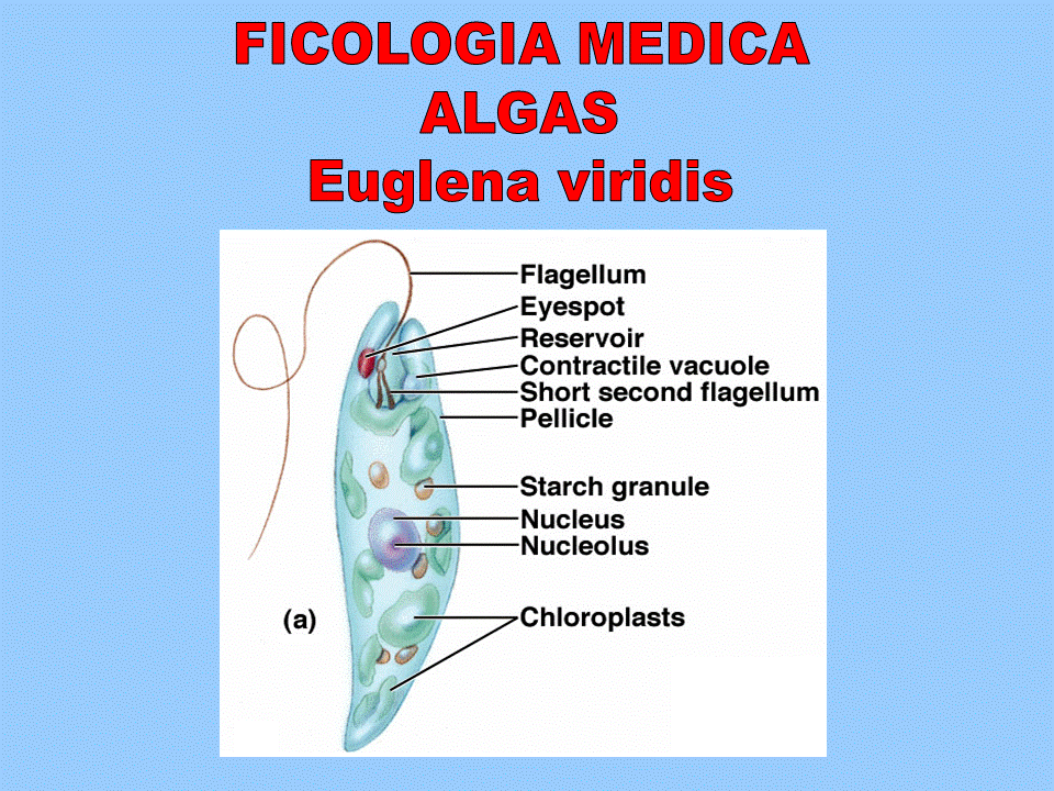 M810: FICOLOGIA