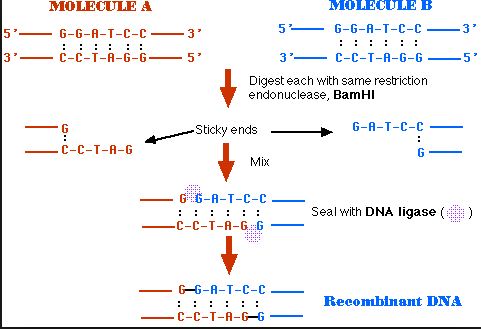 The nomenclature of restriction enzymes uses a three letter in DNA: E ...