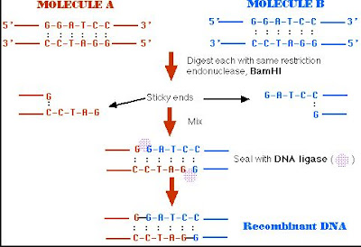 The nomenclature of restriction enzymes uses a three letter in DNA: E ...
