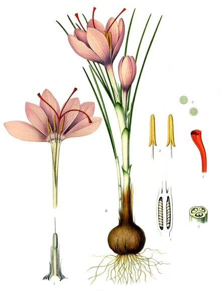 HOW TO GROW CROCUS FROM SEED |The Garden of Eaden