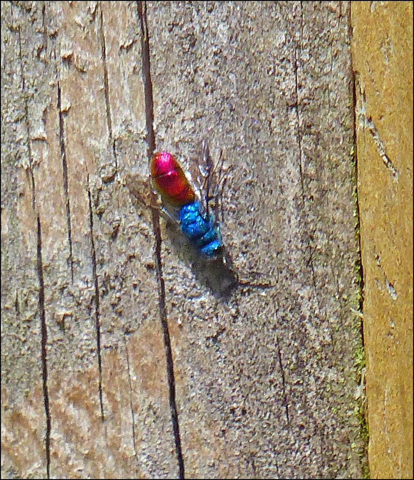 Wild and Wonderful: A Flash of Red Insects (Fire Bug, Ruby-tailed Wasp ...)