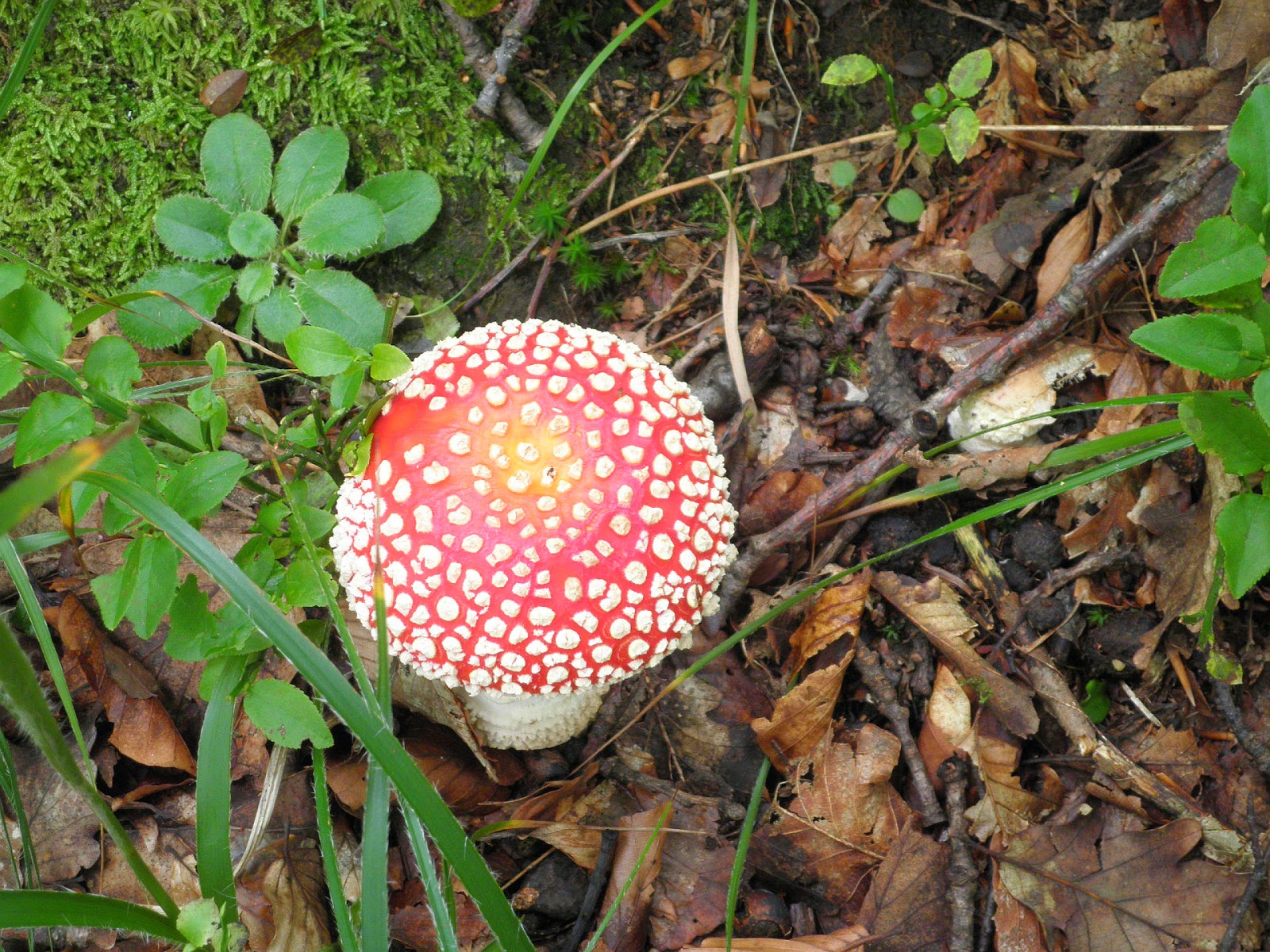 Lantanin blog : Taj divni svijet šumskih gljiva!