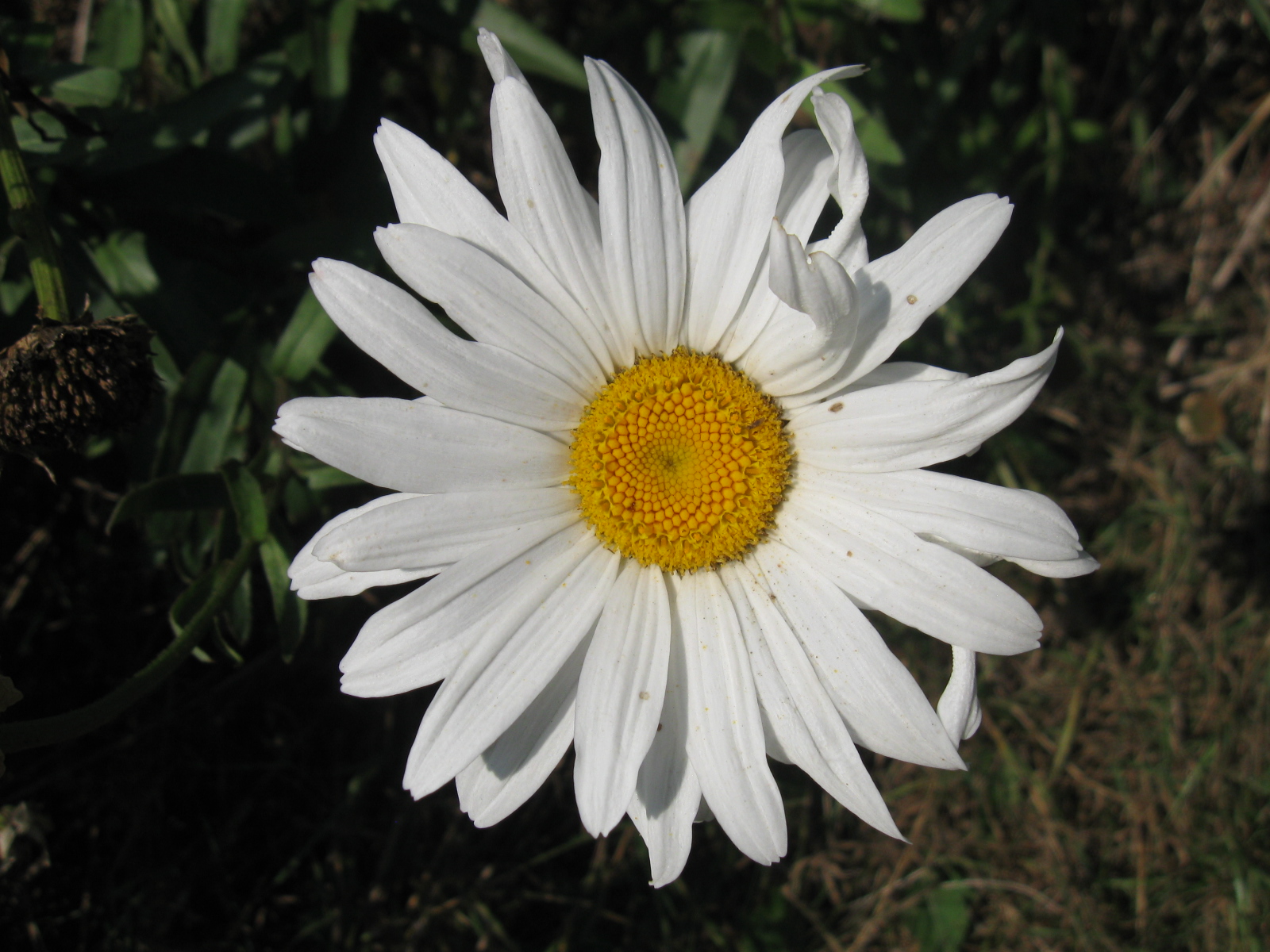 The Summerhouse by the sea: 'Cute and Easy' Daisy pin cushion
