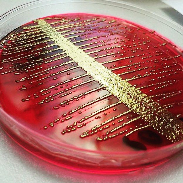 ENDO Agar - Microbiology Laboratory Turkey