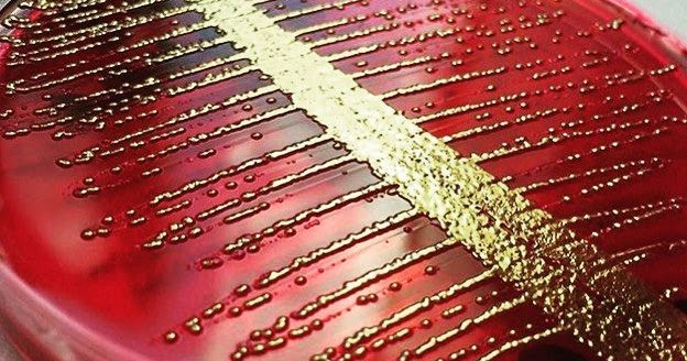 ENDO Agar - Microbiology Laboratory Turkey