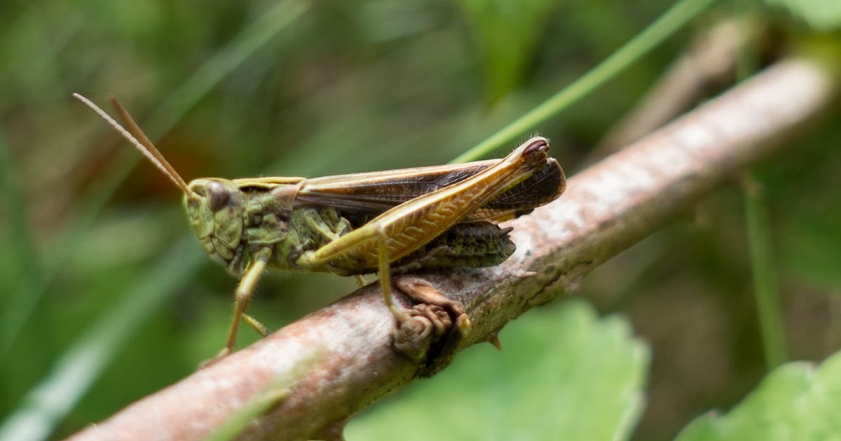 De Ontdekking van het Licht: Krekel