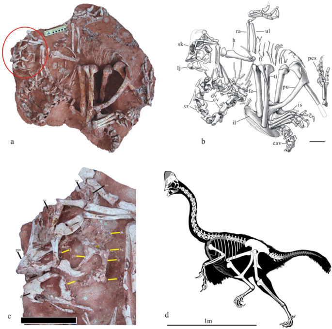Species New to Science: [Paleontology • 2017] Corythoraptor jacobsi ...