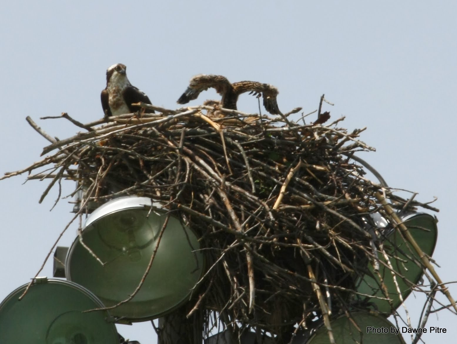 Amherstview Osprey Watch: Identifying the Male vs Female and Juvenile ...