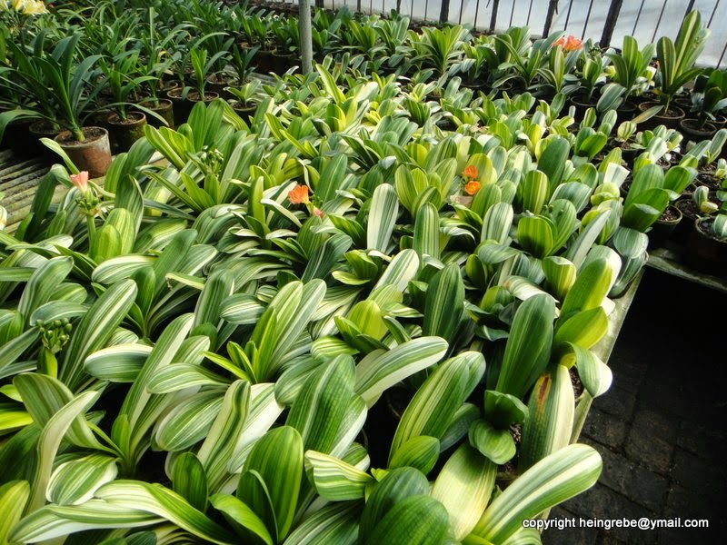 Sharing flower bulb information: First Clivia Mirabilis to flower in ...