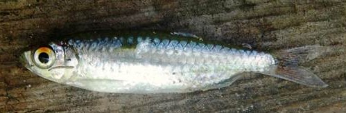 Alma d'Água: Peixes / Characiformes / Alestidae