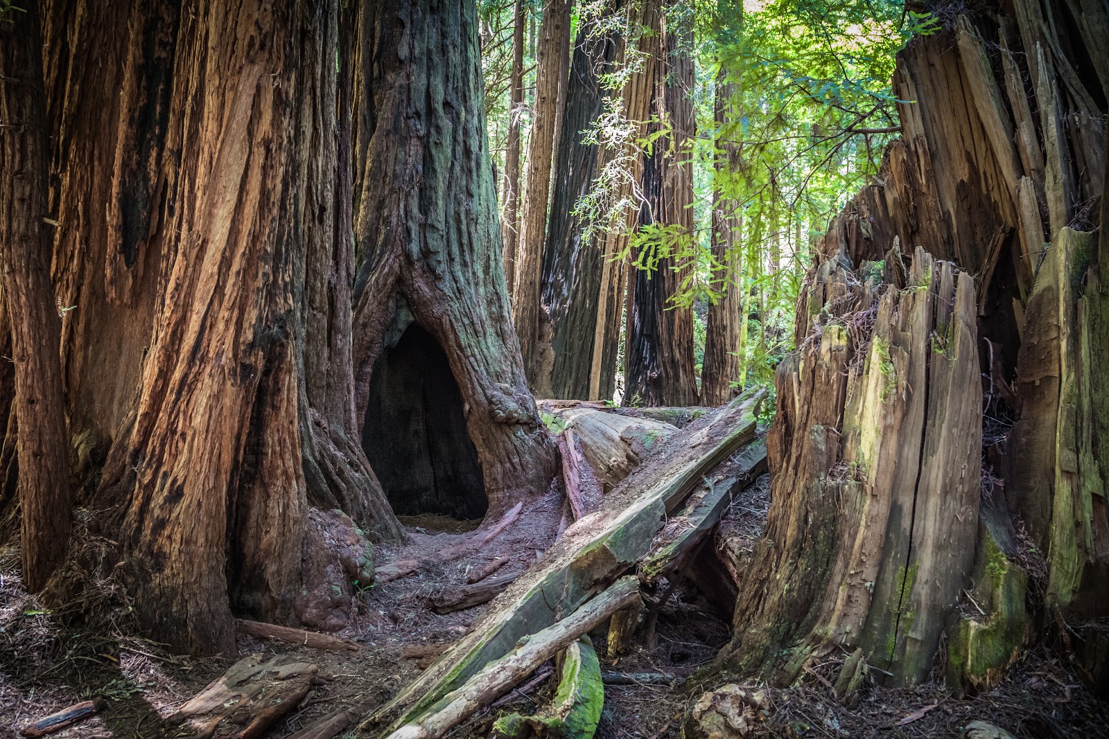 Coast Redwoods - The Tallest Trees In The World - Explore the World ...