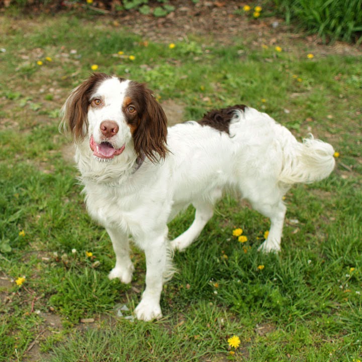Donovan - Welsh Springer Spaniel
