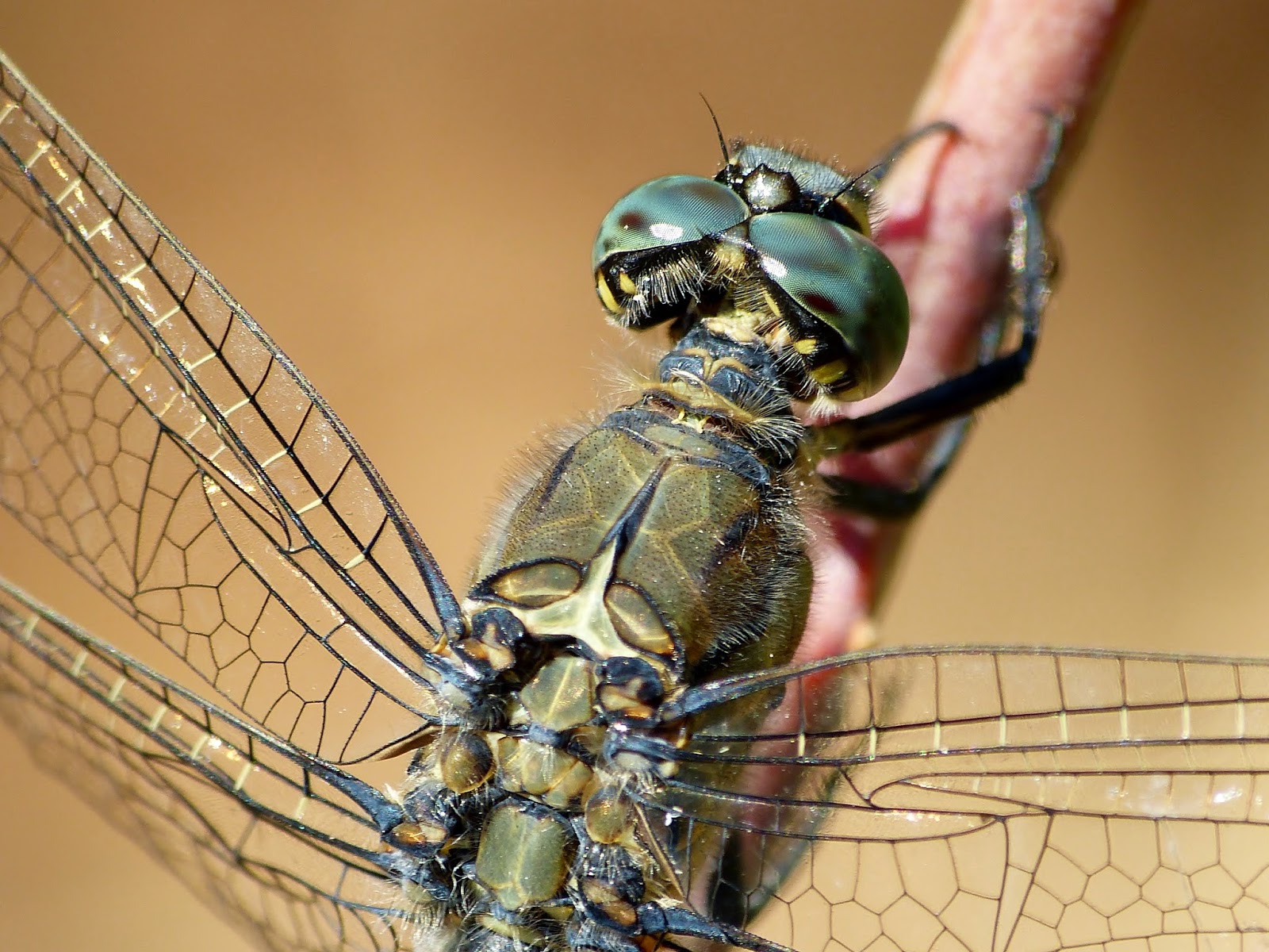 Photos d'insectes: Les Odonates (Libellules et Demoiselles)