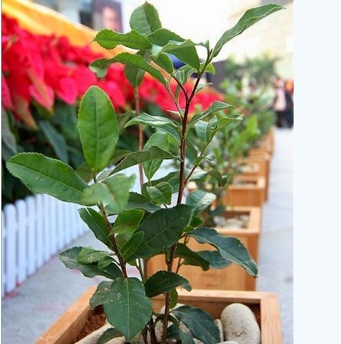 TeaSeek: Top Four Wuyi Yancha (Rock Oolong)- Have you ever tried them?