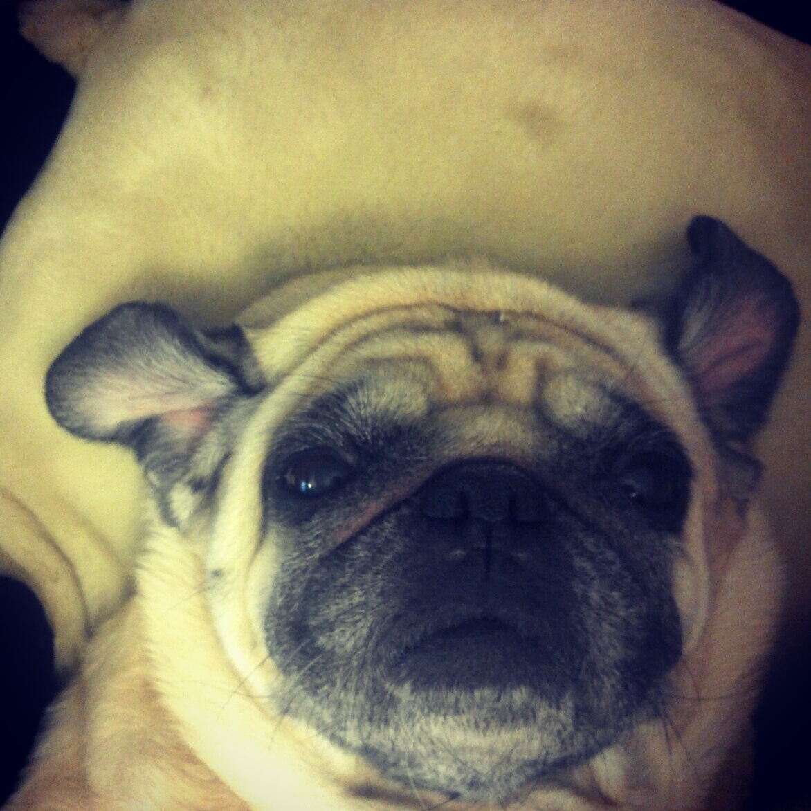 Lil Smug Pug: Internet Madness, Pug Photos, and New Harness - Yippee!