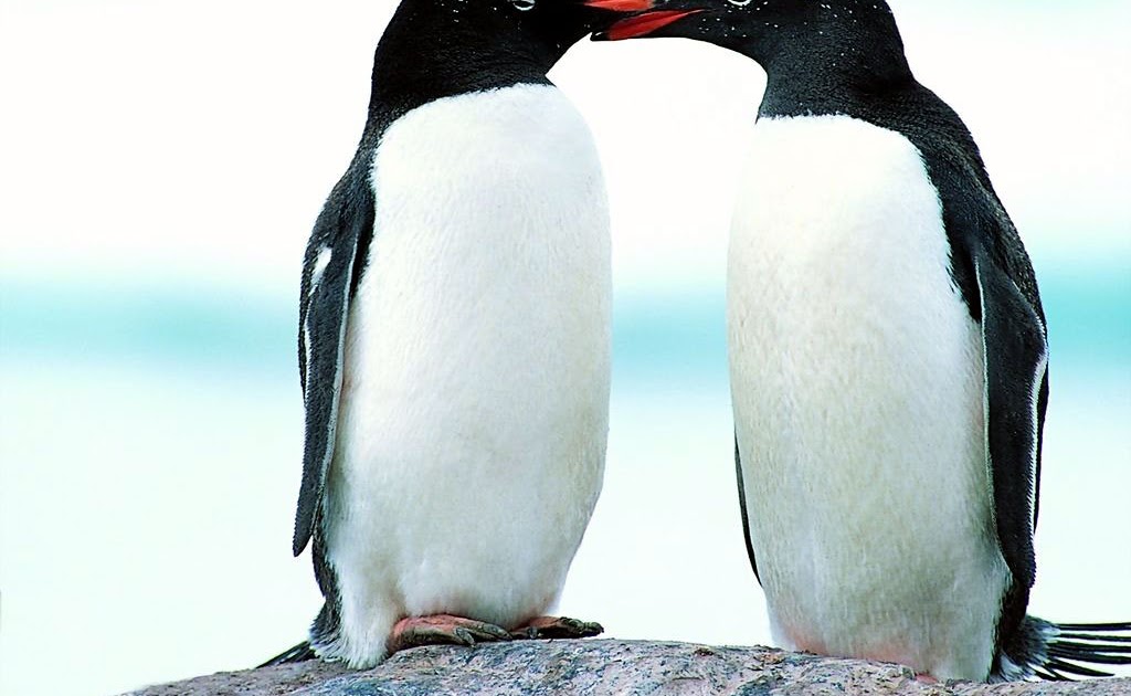 White Wolf : Stand by for Penguins on webcam!