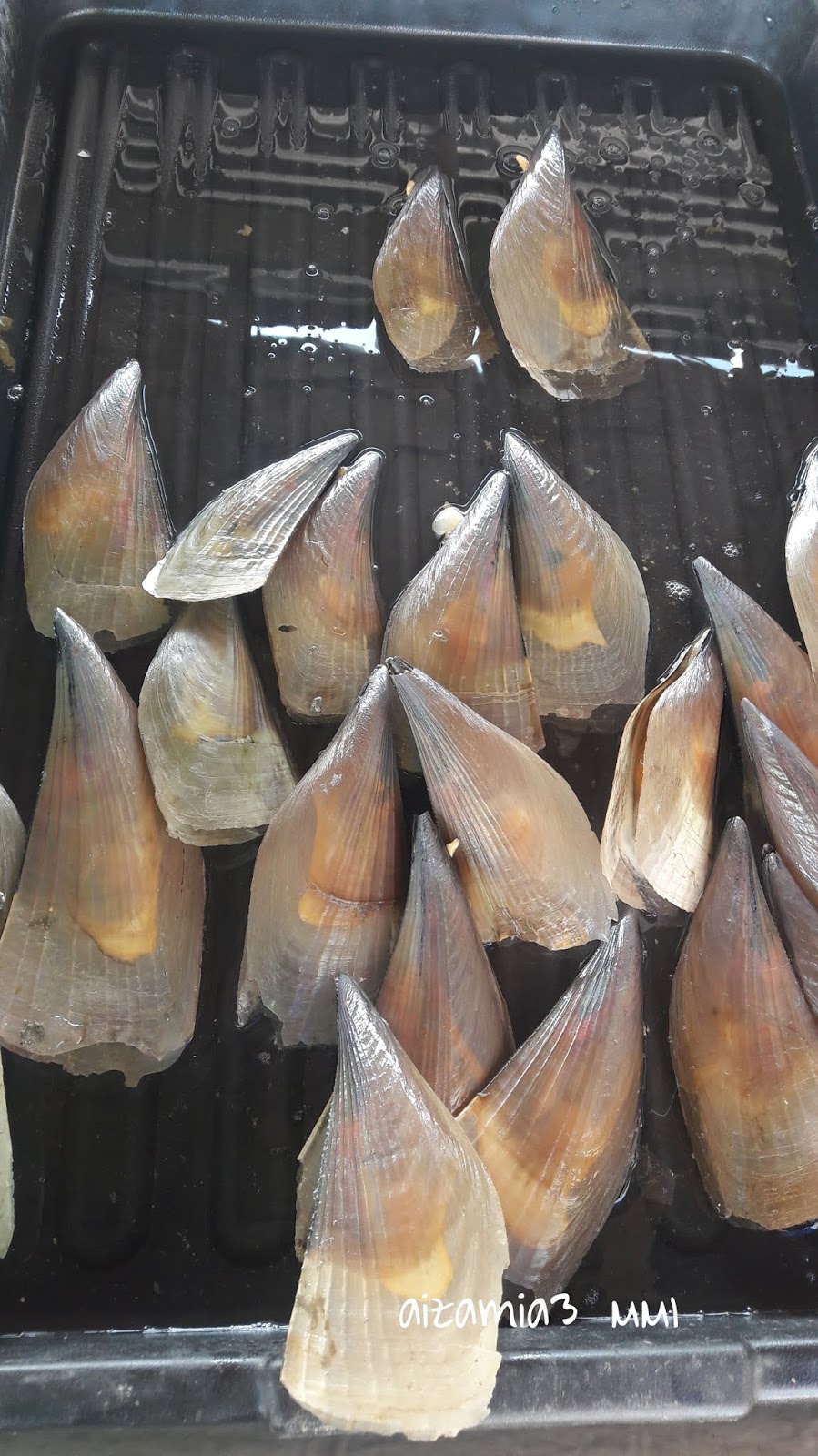 MakBudak a.k.a RemajaPurba: Ikan Daun Baru di Pantai Remis