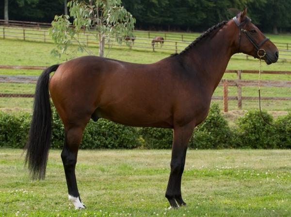 Premiers éléments pour juger la morphologie d'un cheval. | La Crinière ...