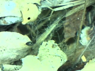 Aloha Windmill Farms: Hummingbirds and Tongues!