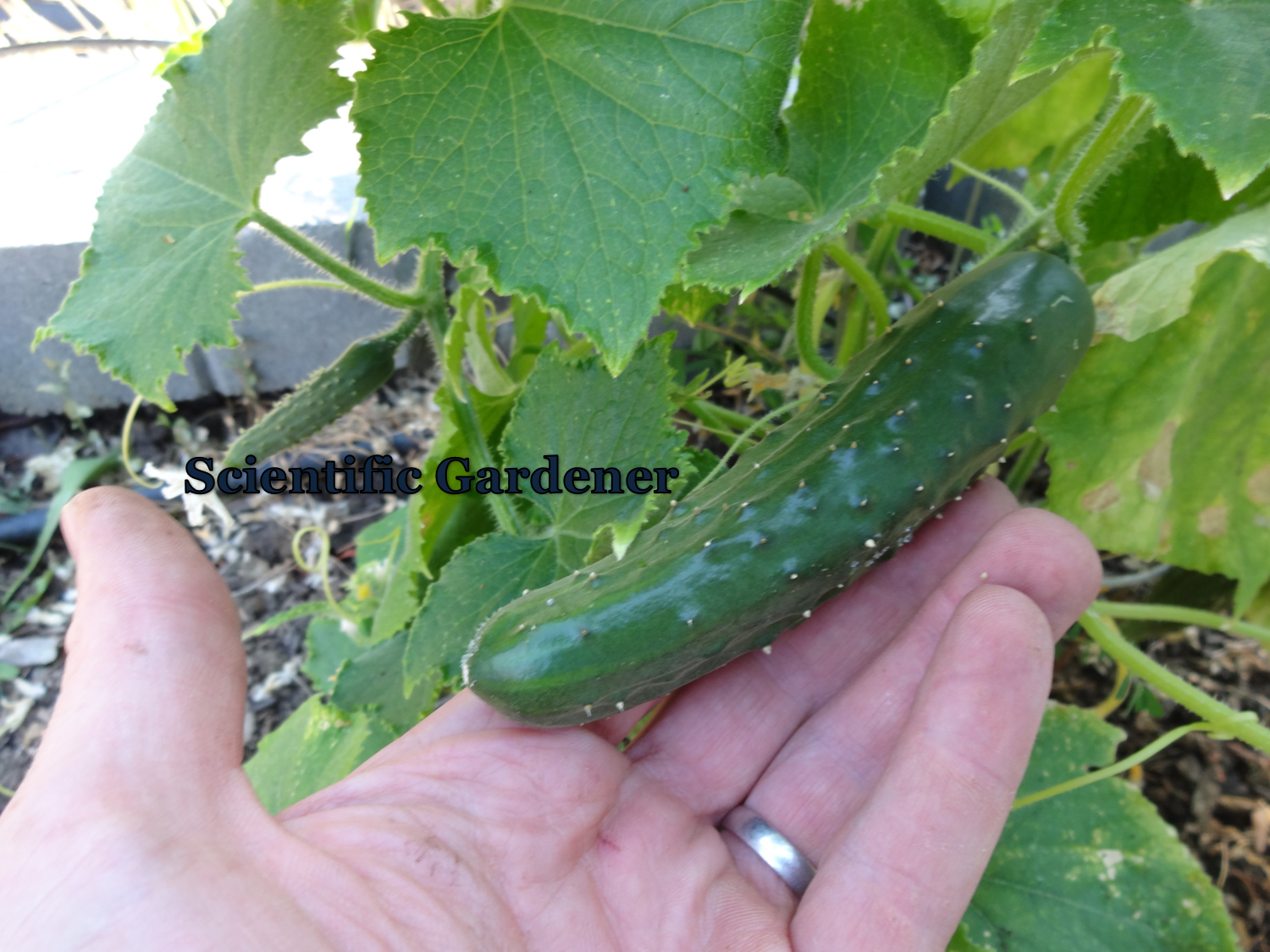 The Scientific Gardener: Chicken Garden Update