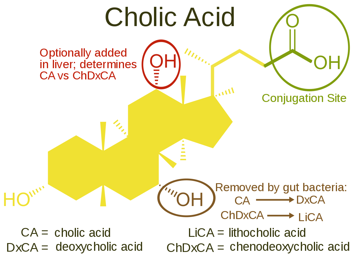 Thai Sanoo: conjugation คือ