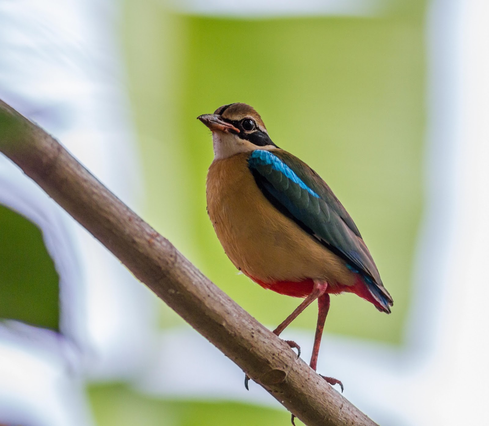 Musicroom's Imaging: Indian Pitta
