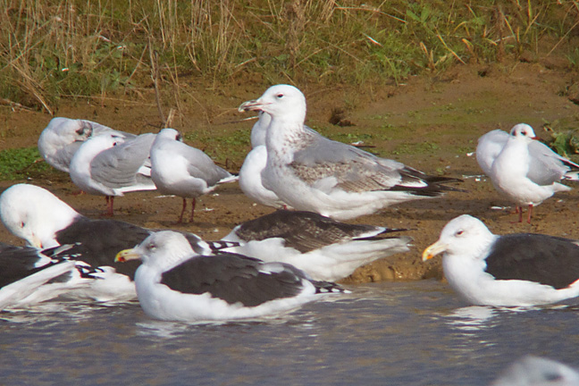 Bag a Wild One: More Cold Weather Gulling