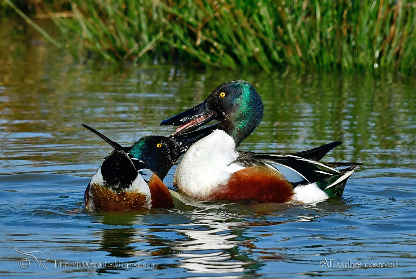 WILDLIFE GATEWAY: Prise de becs chez les Canards souchet et accouplement