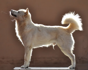 Bali Free Information: Kintamani Dog - The Balinese Faithful and ...