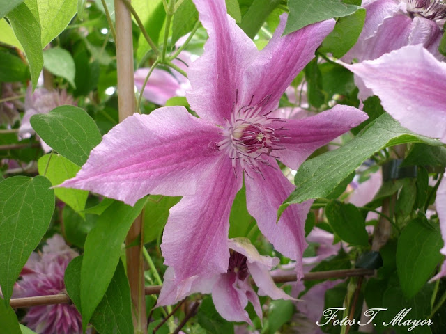 Flores y plantas silvestres: " Clematis spp ". Clemátide.