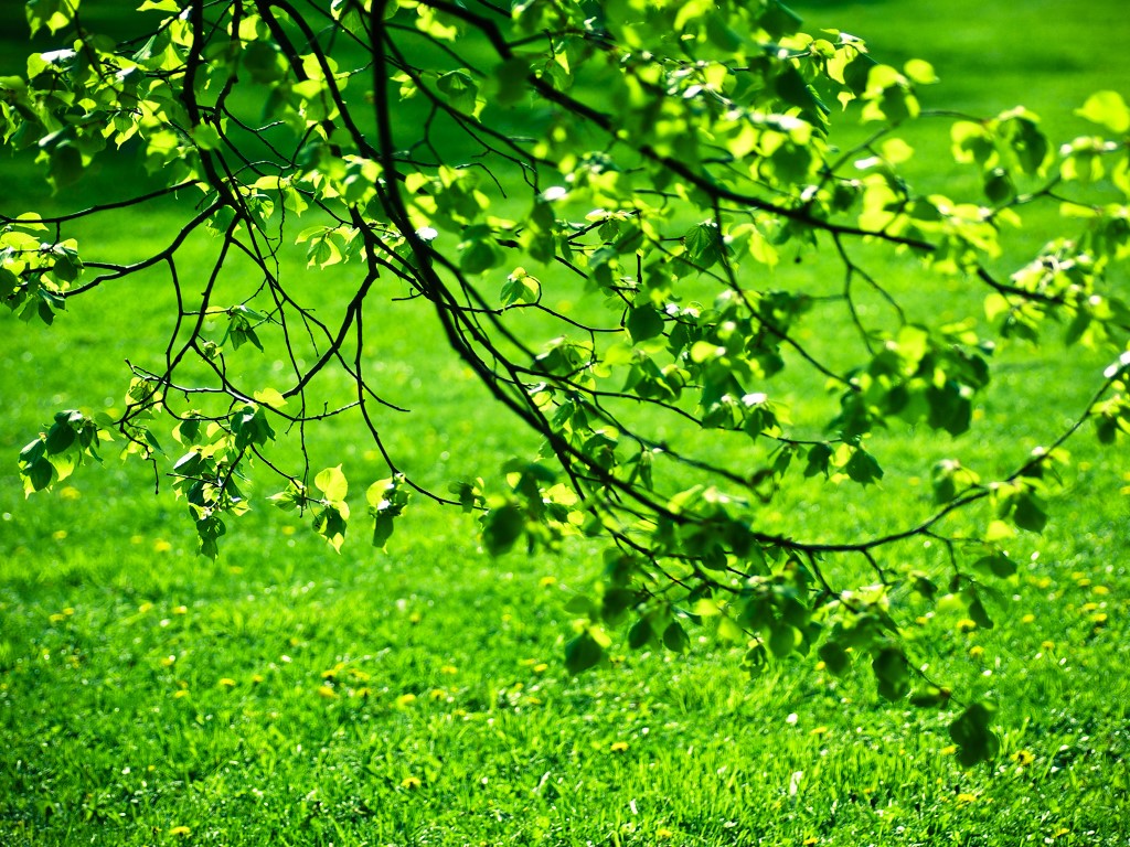 Hojas Verdes [Green Leaves] | Fotos e Imágenes en FOTOBLOG X