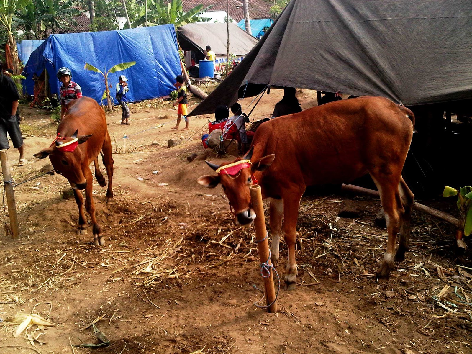 Fery Puji Nova: Pesona Kerapan Sapi.