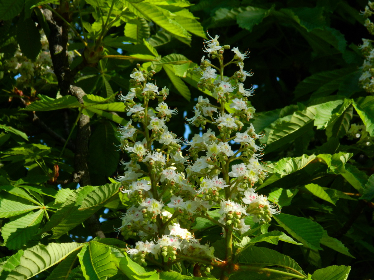 LA MULTI ANI, ROMANIA!: Flori de castan