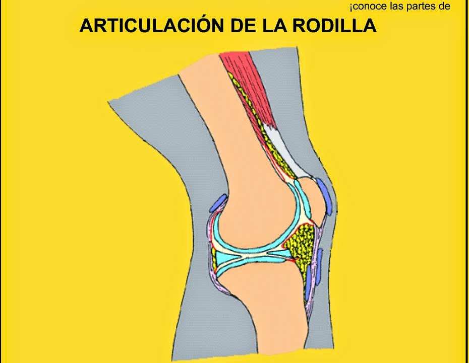 Biología y Geología Toni: 3º ESO. TEMA 12. APARATO LOCOMOTOR