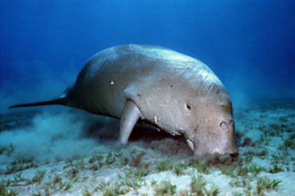VT Wildlife Biology: Stellar's sea cow