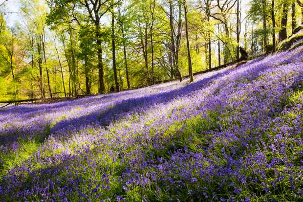 Indahnya Bunga Blubell Bak Lukisan Di England - Bulletin Saya