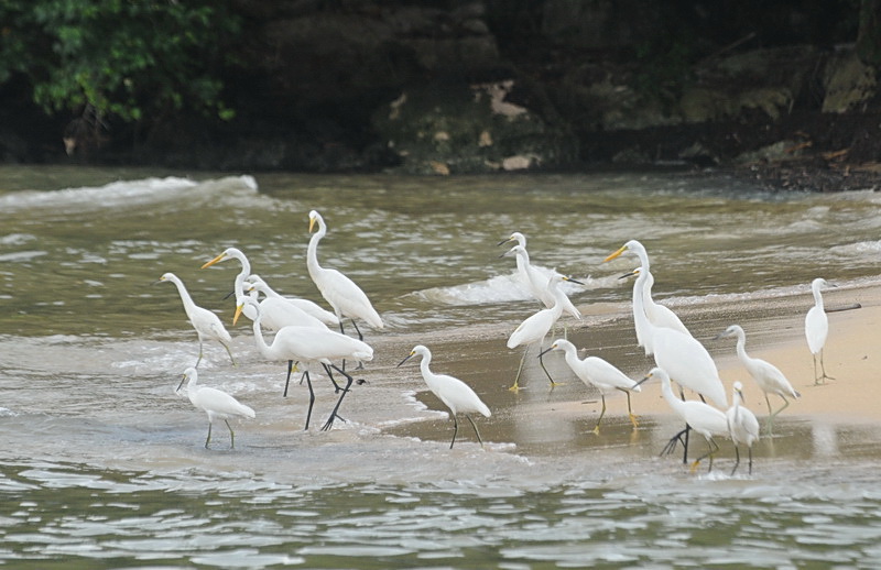 A Wandering Naturalist: Jamaica: Chi Chi Bud Oh!