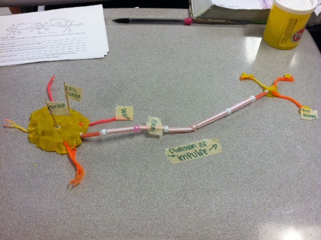 The Science Scoop: Neuron Modeling
