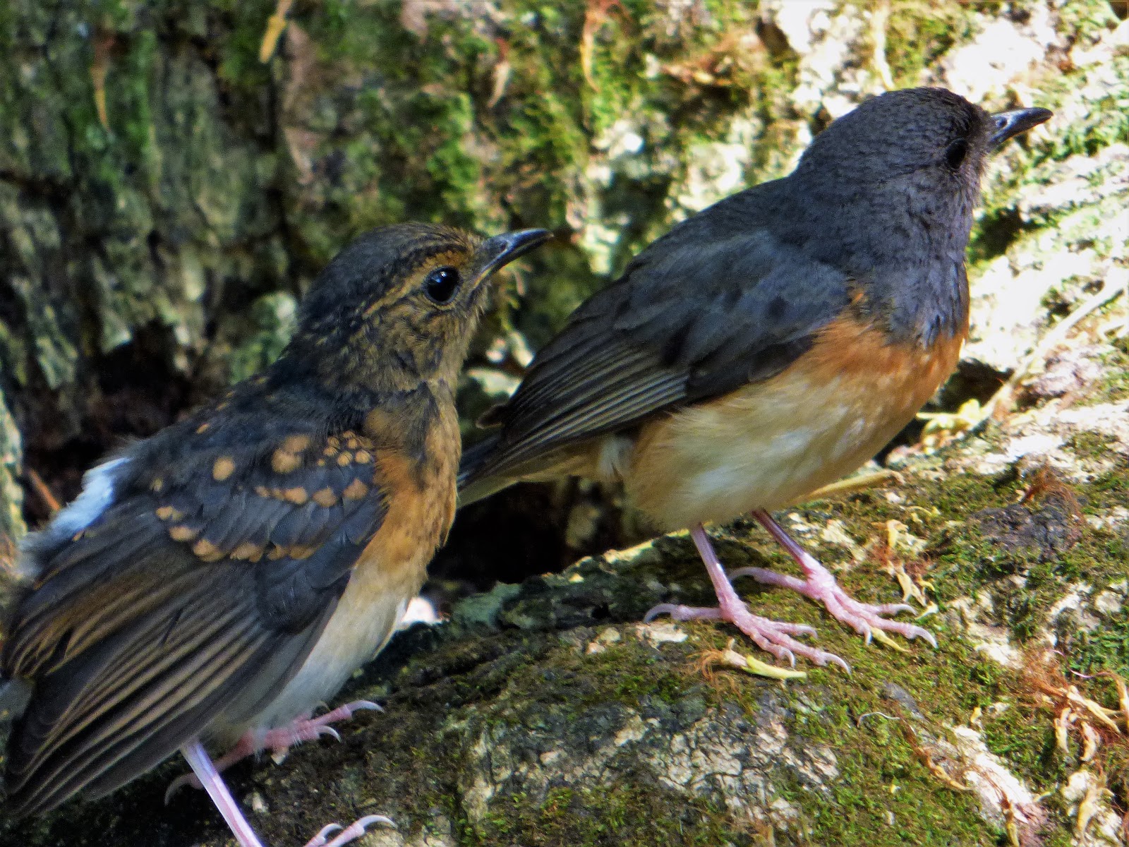 Geotripper's California Birds: Juvenile Shama Thrush in Waimea Valley ...