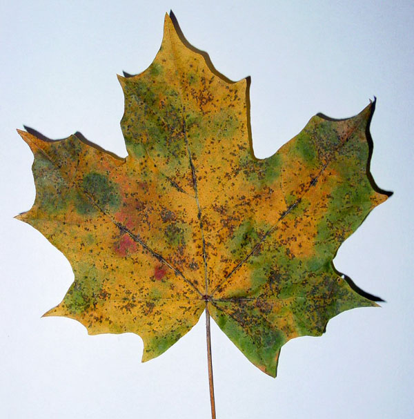 Hoja Pedada (pedata) - Botánica integra