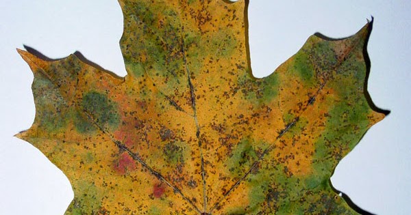 Hoja Pedada (pedata) - Botánica integra