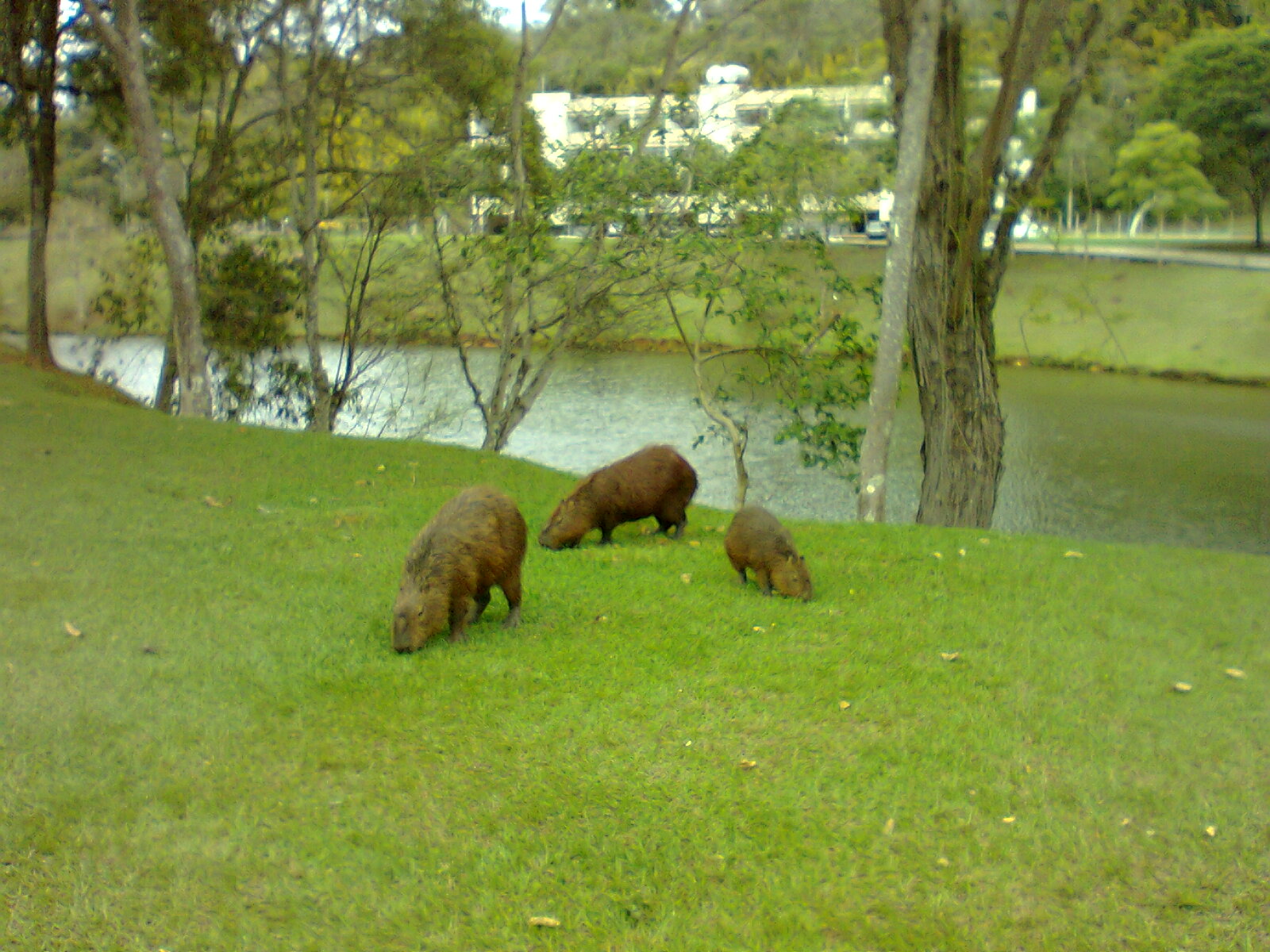 Dulce far niente!: As capis (capivaras da UFV)