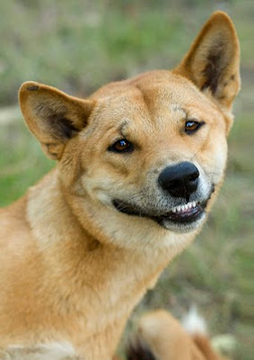 El ojo del buitre: Dingo (Canis lupus dingo)