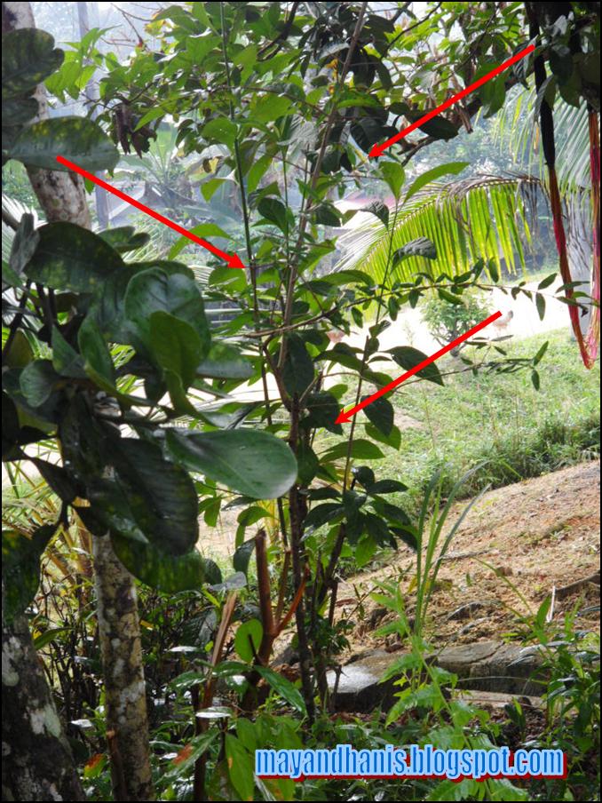 ..Cik May..: :: RAMAI TANYA NAMA POKOK TU..MEH NAK JAWAB