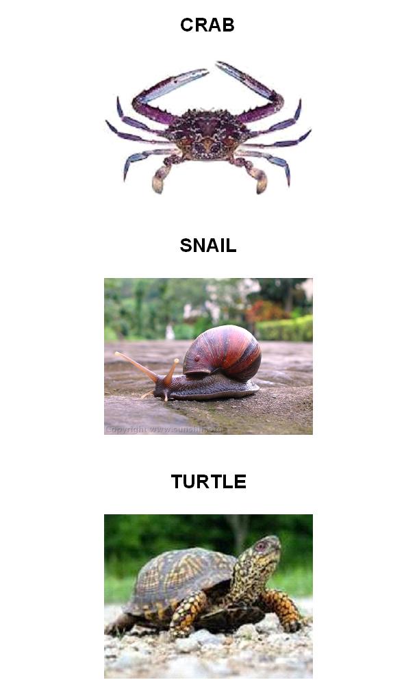 SCIENCE YEAR 3 ( ANIMALS ): ANIMALS WITH SHELLS