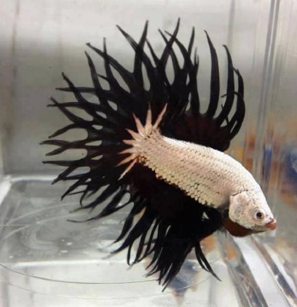 Betta Crowntail - Só peixe betta